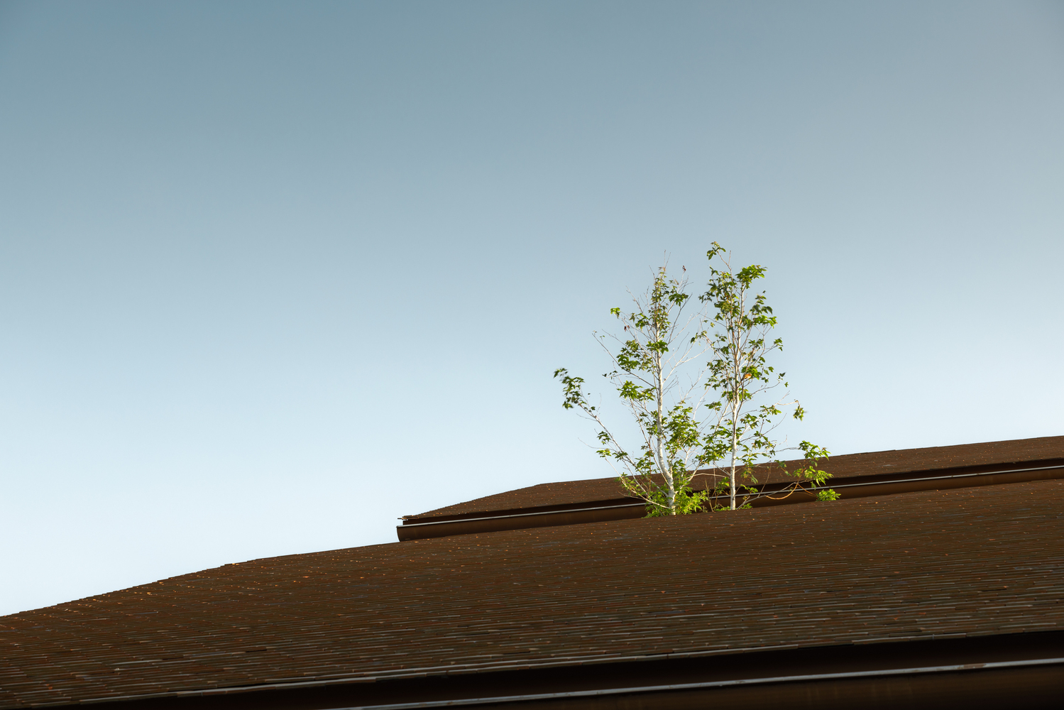 Modern Sloped Roof House: Roof House by IF (Integrated Field ...