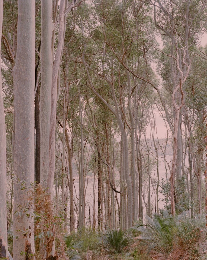 Bushfire Resilient House Design in Australia: Rosedale House by Scale ...