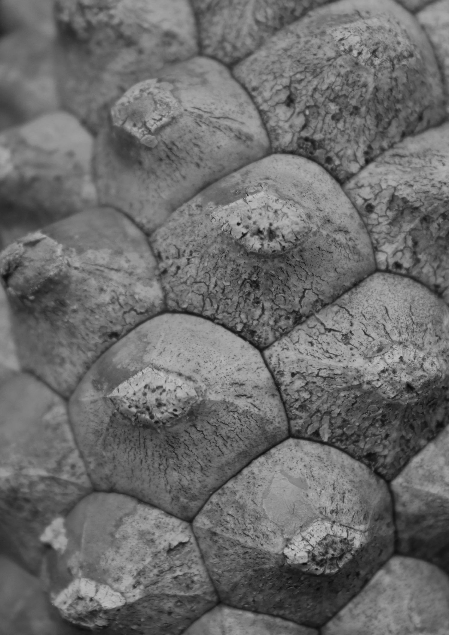 HIGROW – Hygroscopic Architecture as Programmable Matter | Architecture ...