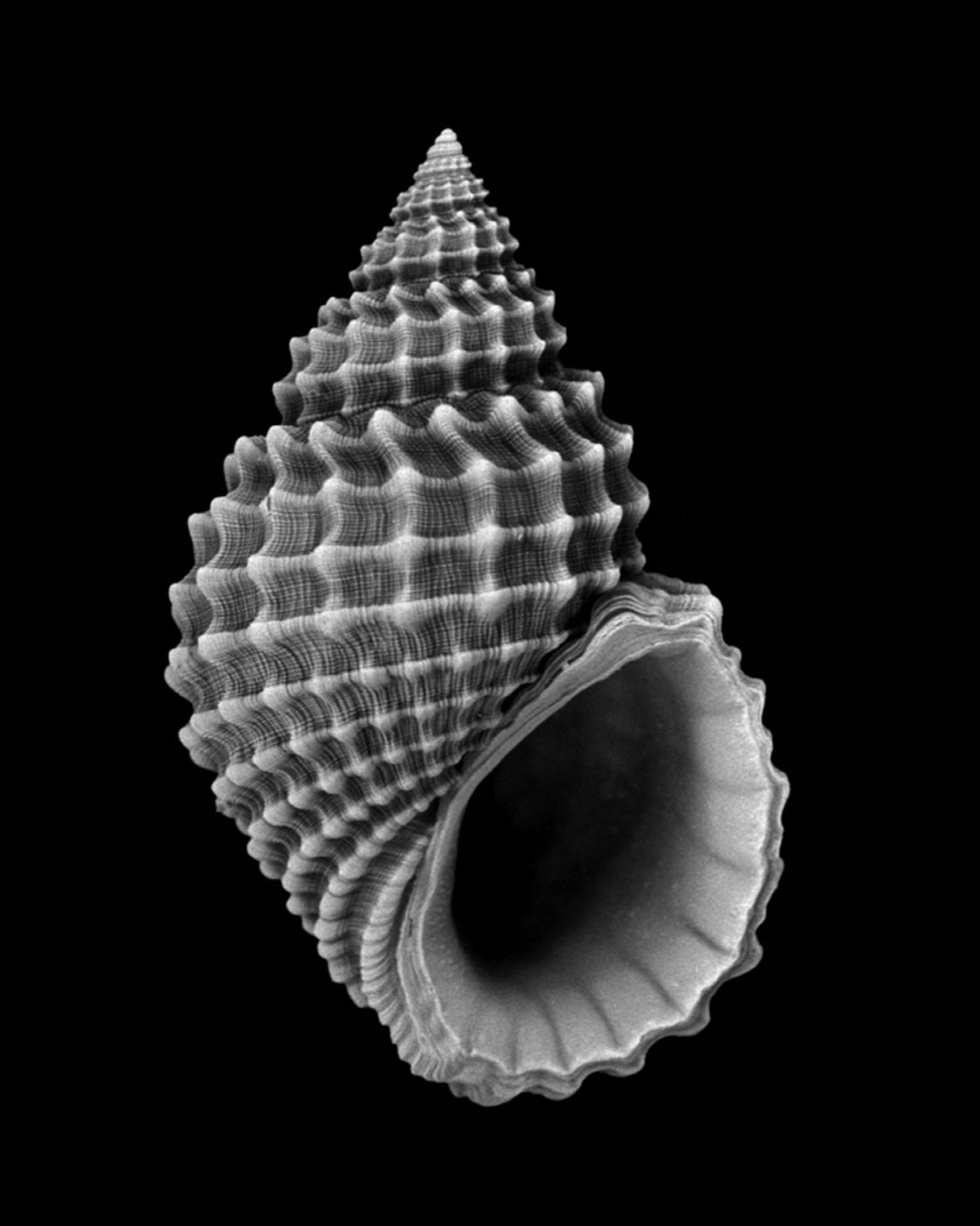 HIGROW – Hygroscopic Architecture as Programmable Matter | Architecture ...