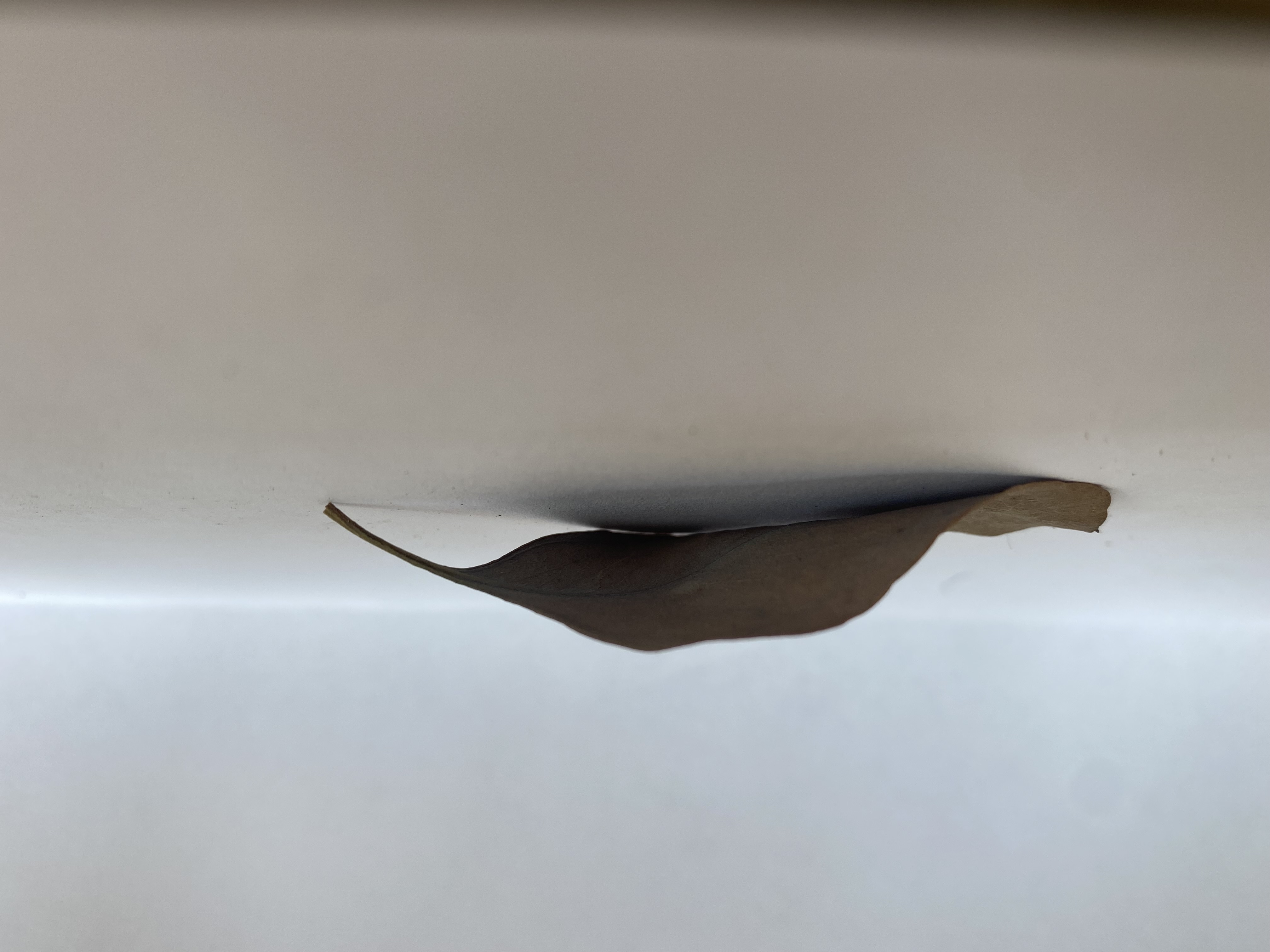 The Salal Leaf Pavilion | Cultural Architecture Design Process