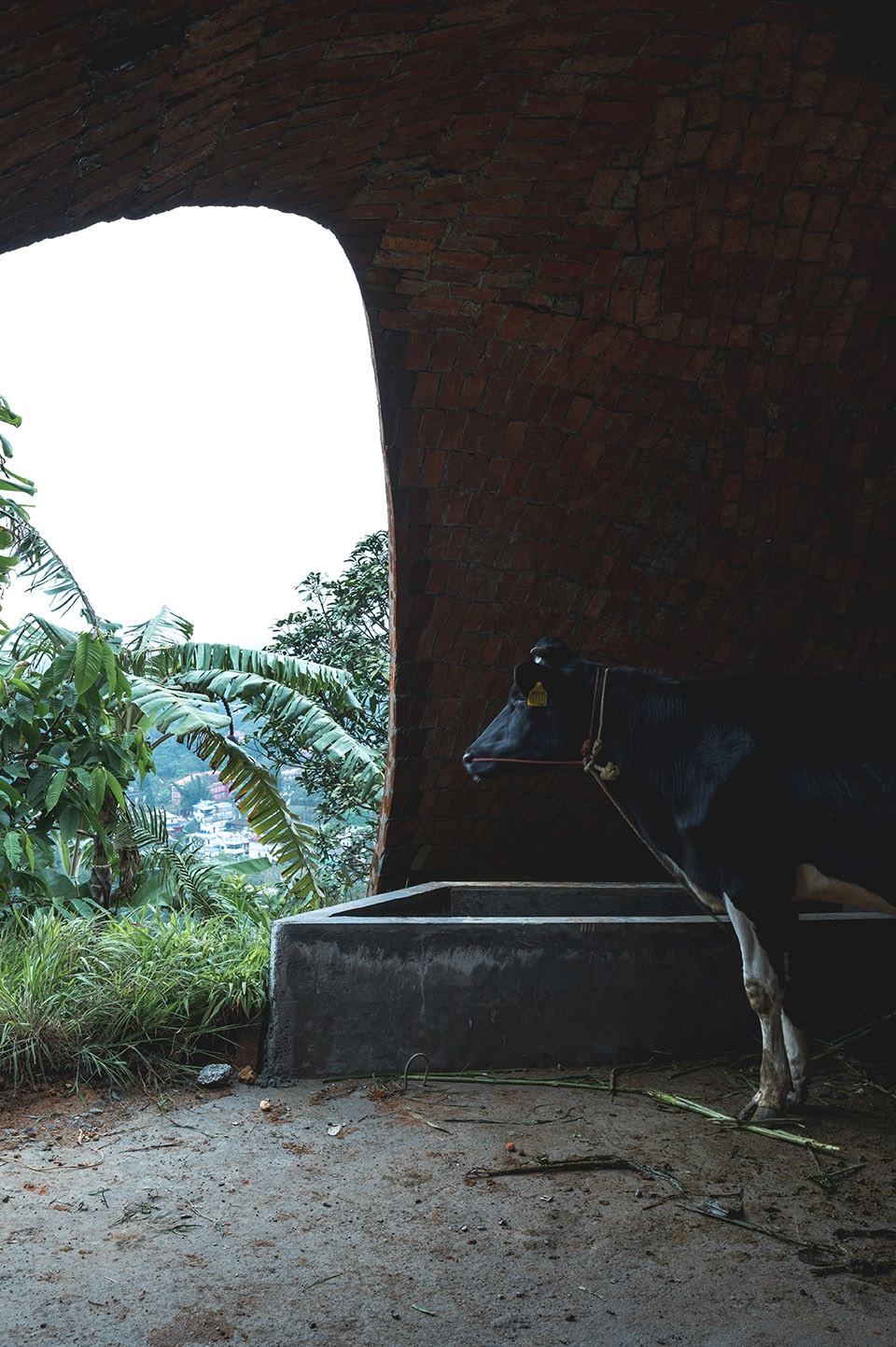 Earthscape Studio’s Innovative Cowshed Design in Peermade, Kerala ...